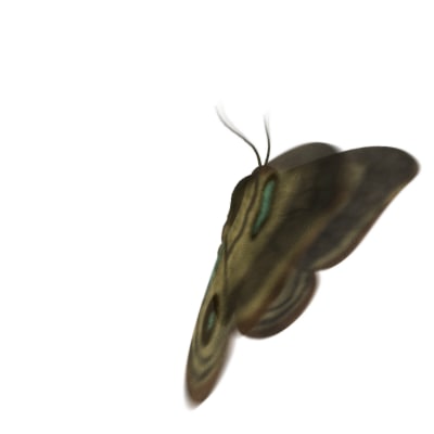 ma moth animation