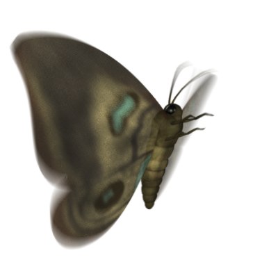 ma moth animation