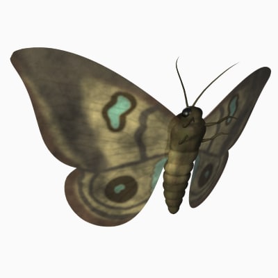 ma moth animation