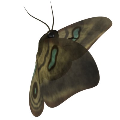 ma moth animation