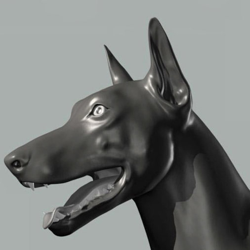 3d dog canine anatomy model