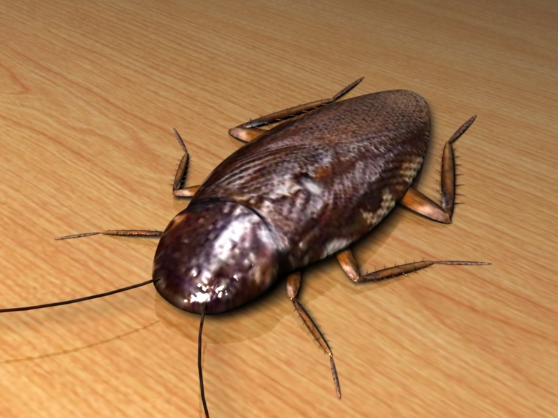 3d cockroach insect