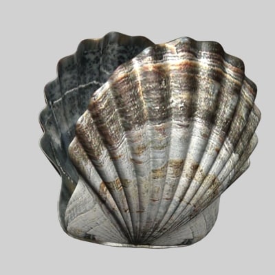 maya shell