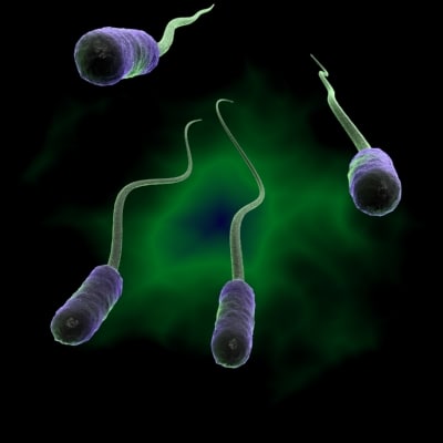 max monotrichous bacteria