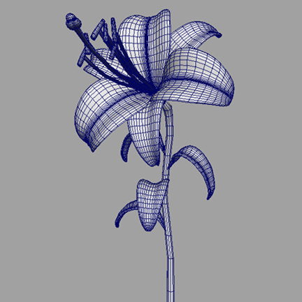 3d model stargazer lily