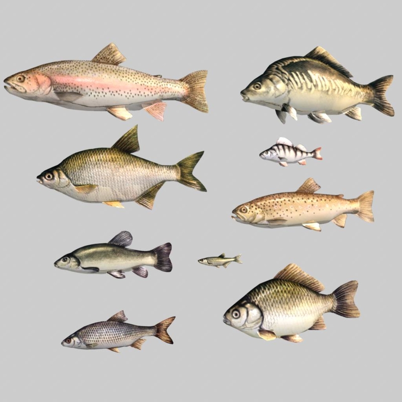 3d model fish carp pike salmon