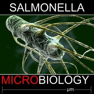 Salmonella 3D Models for Download | TurboSquid