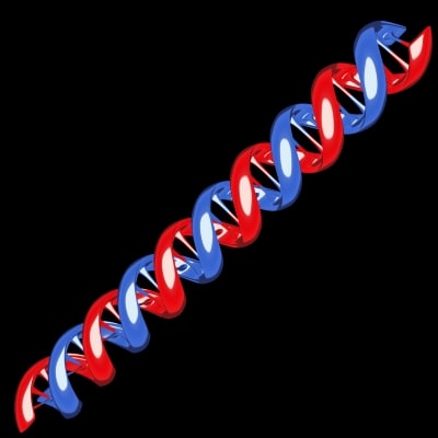 3d dna strand model