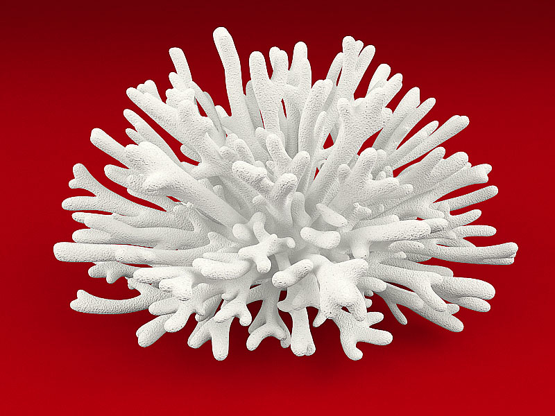 3d coral model
