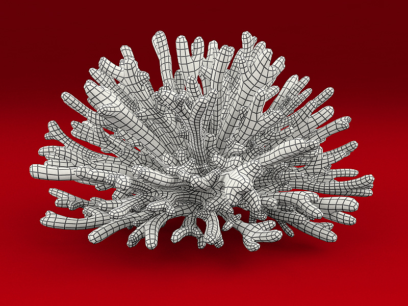 3d coral model