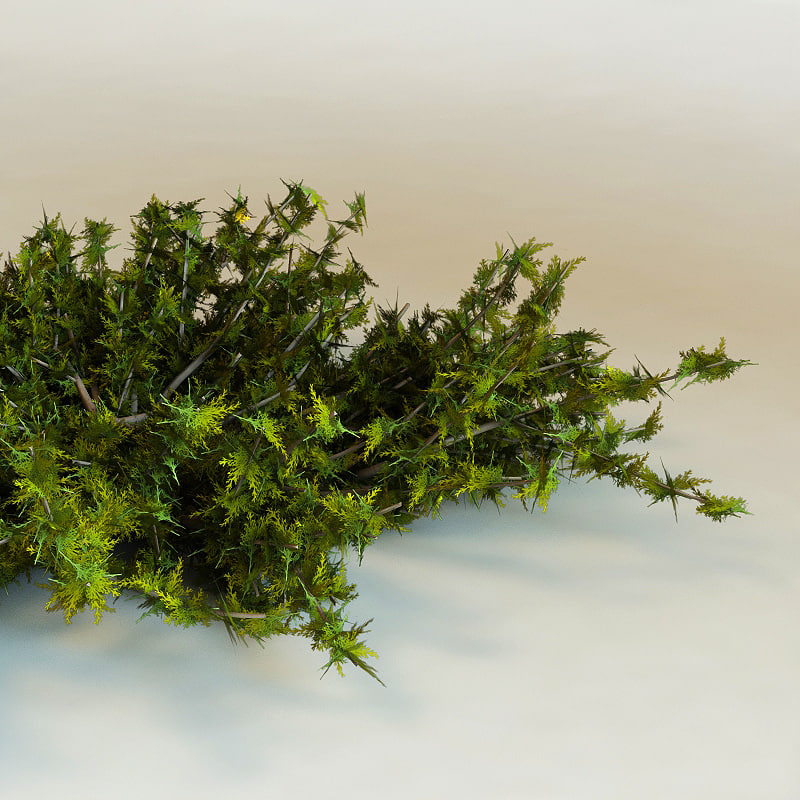 3d juniperus virginiana 'silver spreader'