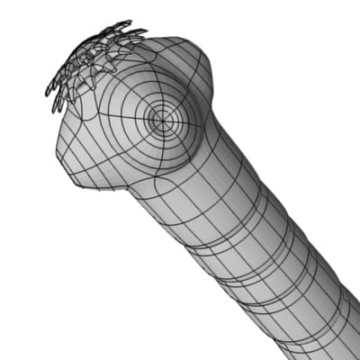 3d model of tapeworm tape worm