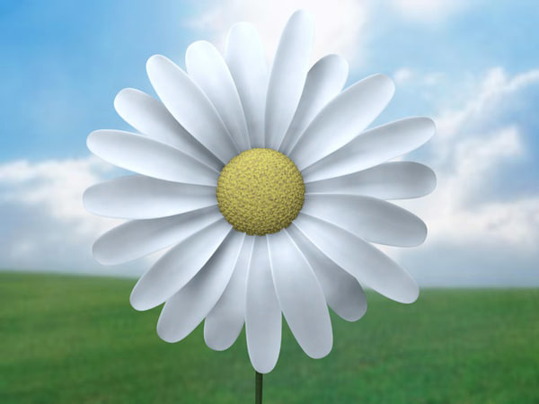 3d daisy