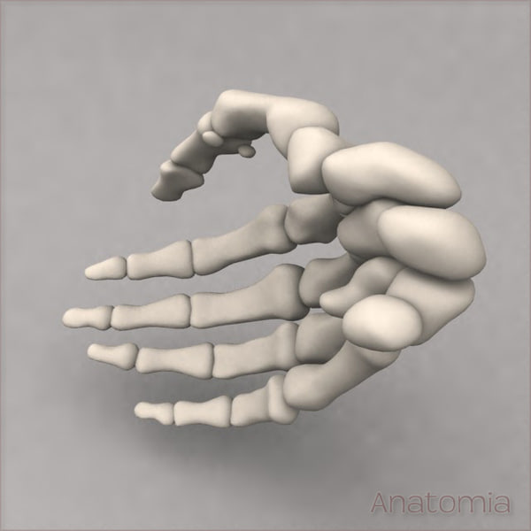 3d male human hand skeleton bone model