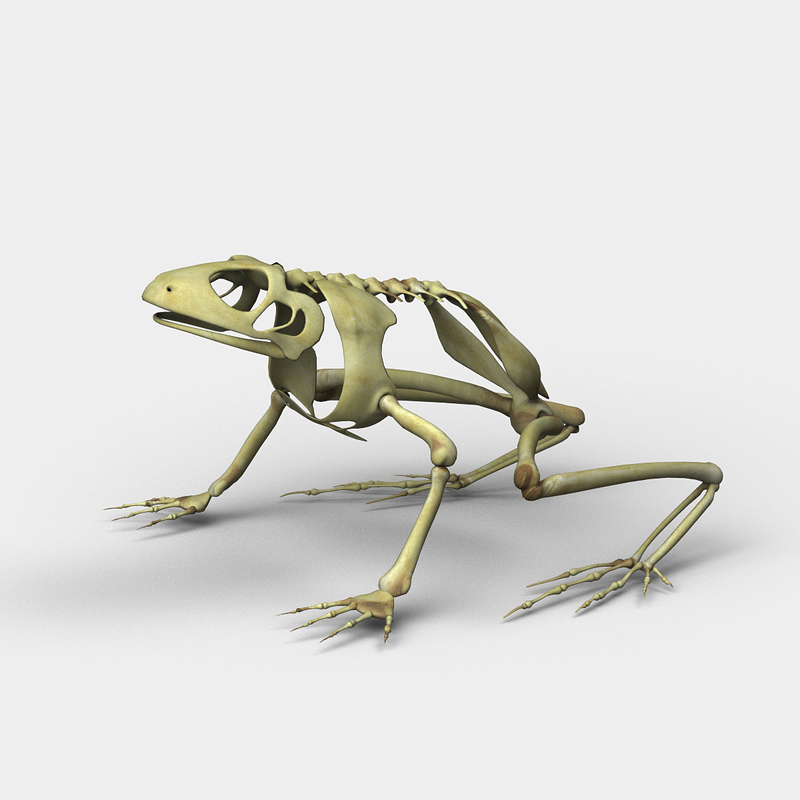 3d frog skeleton
