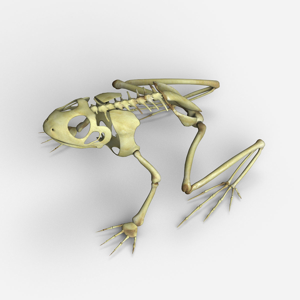 3d frog skeleton