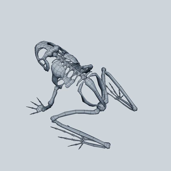 3d frog skeleton