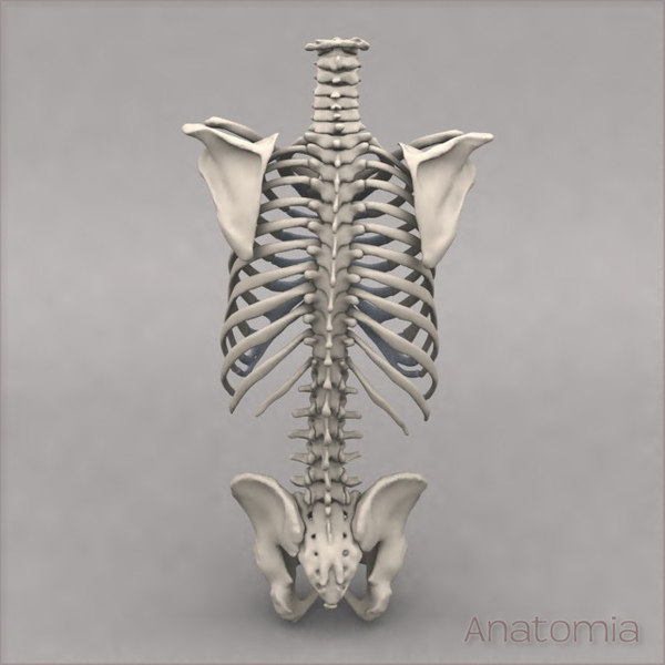 3d male human torso skeleton model