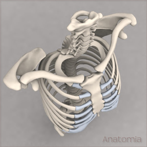 3d male human torso skeleton model