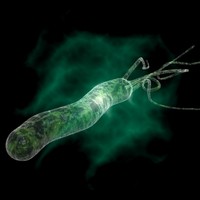 3d model helicobacter pylori