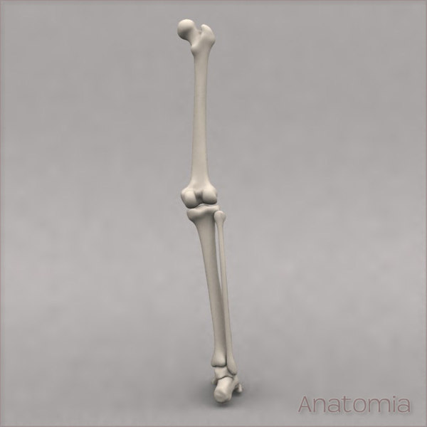 max male human leg skeleton bone