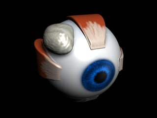 maya eye anatomical
