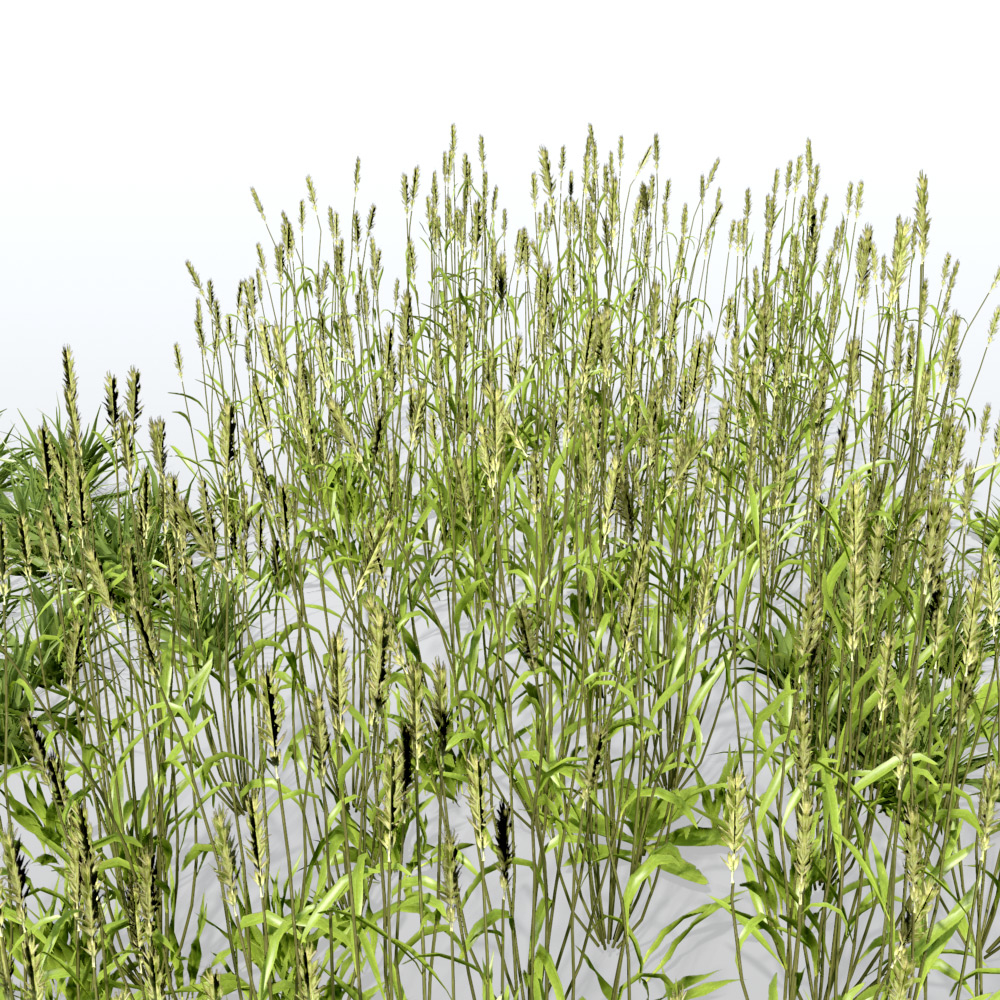 3d grass natural model