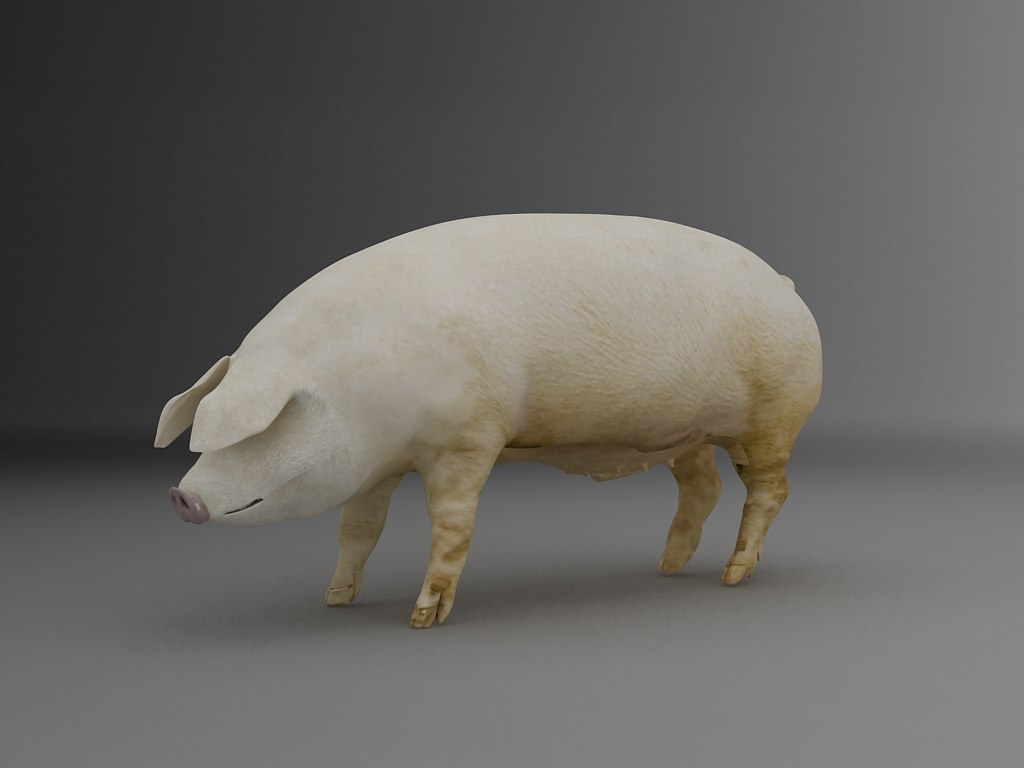 pig 3d model
