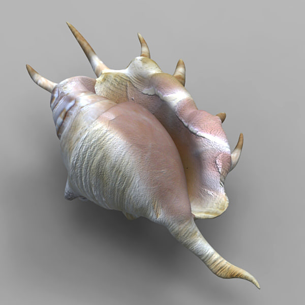 3d cockleshell shell model