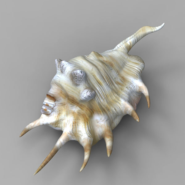 3d cockleshell shell model