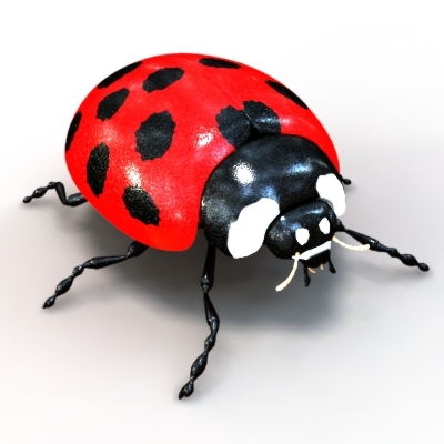ladybug bug 3d model