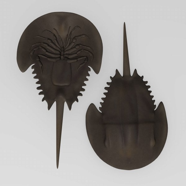 Limulus Amebocyte Lysate