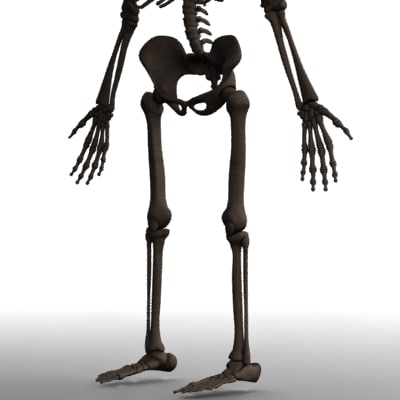 australopithecus afarensis skeleton 3d model