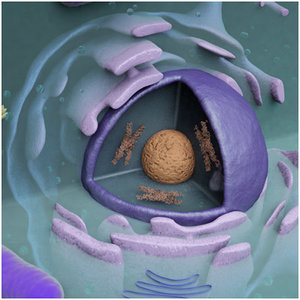 Human Cell 3D Models for Download | TurboSquid