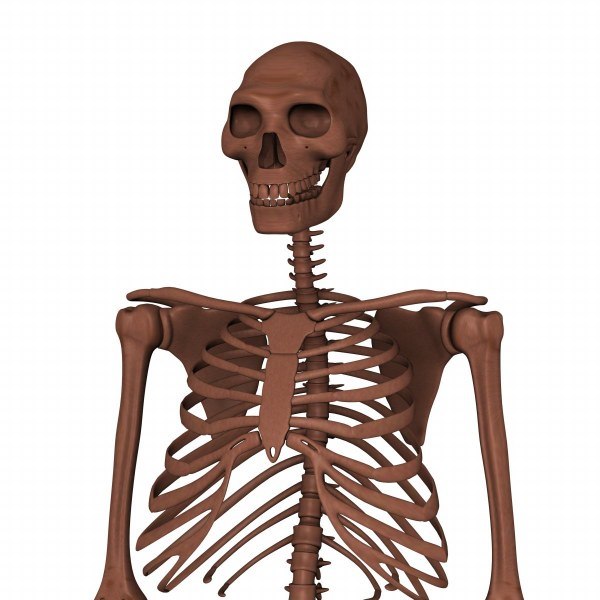 skeletons homo erectus australopithecus 3d max