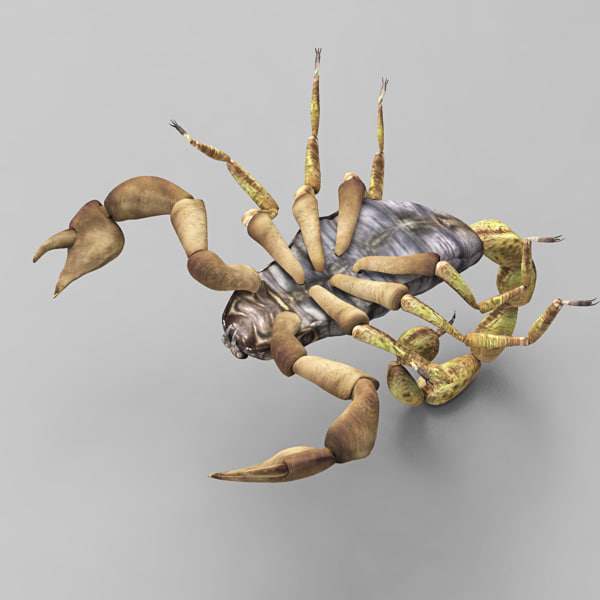 3d model of scorpion scorp scorpio