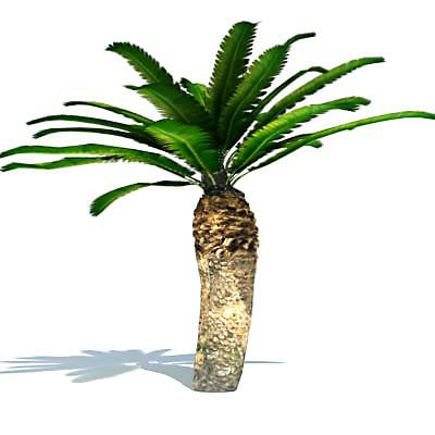 cycad 3d model