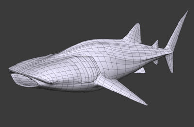 whale shark 3d model