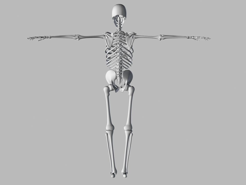 maya human skeleton base