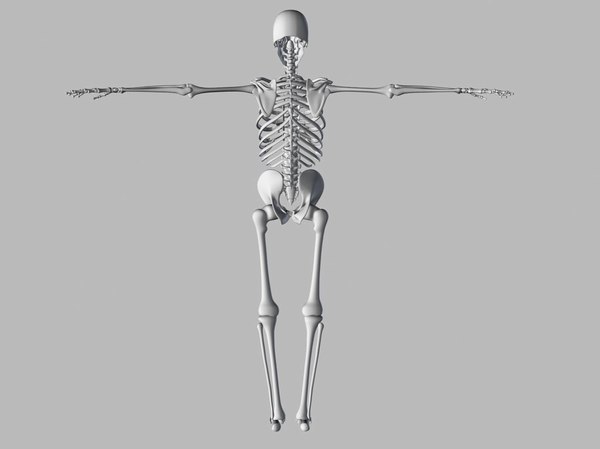 maya human skeleton base