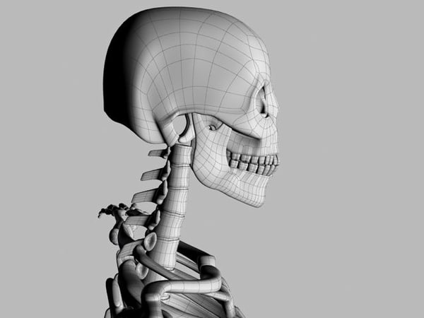 maya human skeleton base