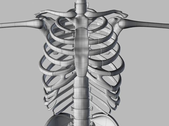 maya human skeleton base