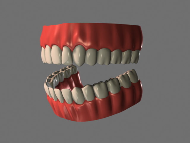 human teeth 3d model