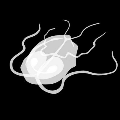 3d model protozoa girdia