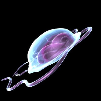 3d model protozoa girdia