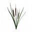 reed mace 3d model