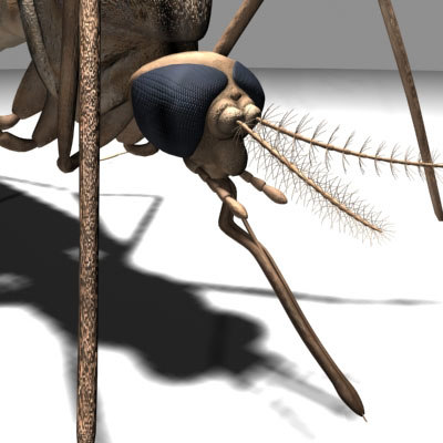 mosquito insect 3d model
