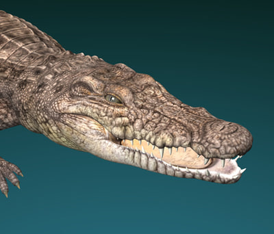 3d crocodile model