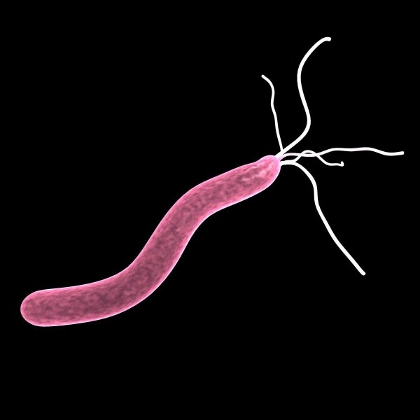 3d helicobacter pylori model
