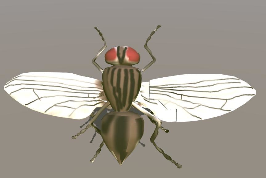 fly 3d model